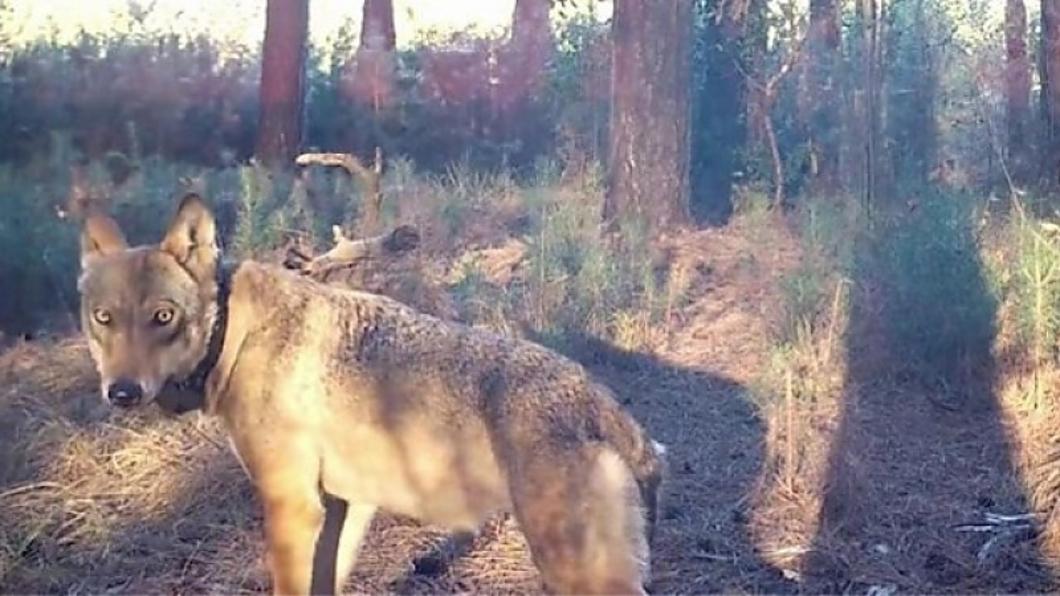 Jan Loos (Welkom Wolf): "We moeten ervan uitgaan dat Naya en de welpen ...