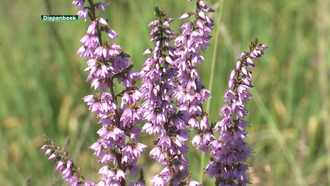 Prachtige beelden van Limburgse heide in bloei: heidebeheer cruciaal ...