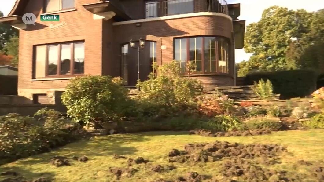 Everzwijnen richten ravage aan in Genk - TV Limburg Everzwijnen richten ravage aan in Genk - TV Limburg