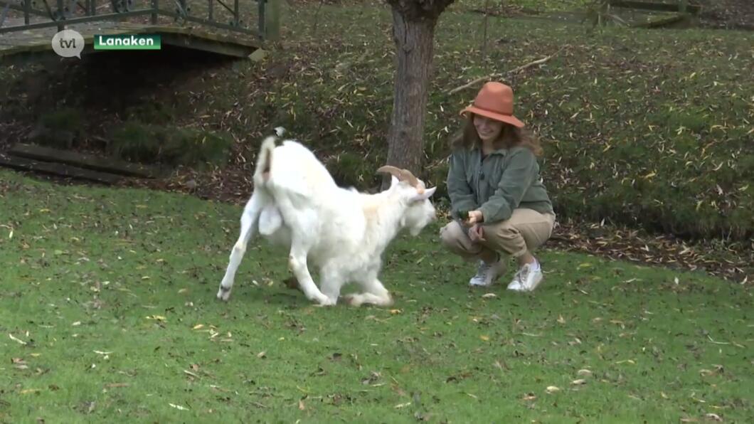 Lanakense dierenopvang op zoek naar protheses voor geitje Odil - TV Limburg