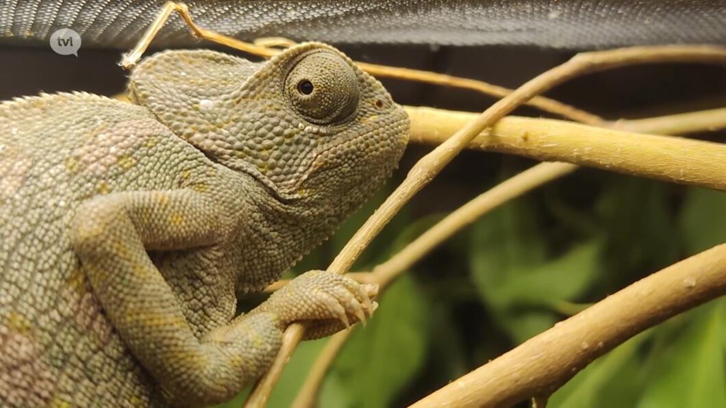 Toeristen smokkelen twee kameleons vanuit Marokko ons land binnen - TV ...