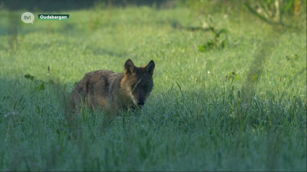 Cd&v wil ingrijpen als wolvenpopulatie groeit - TV Limburg
