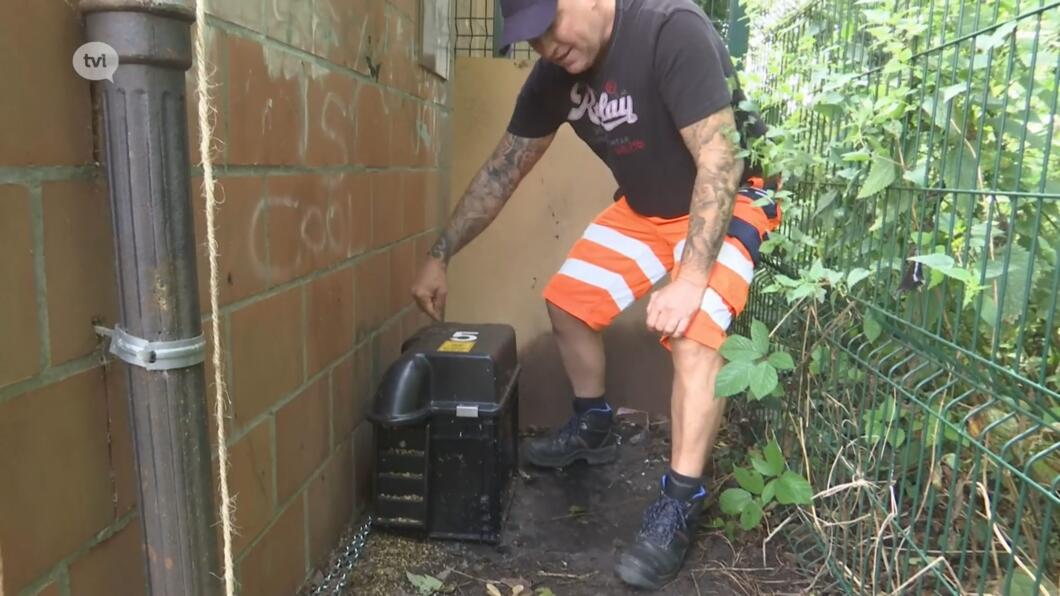 Genk gaat ratten bestrijden zonder vergif - TV Limburg