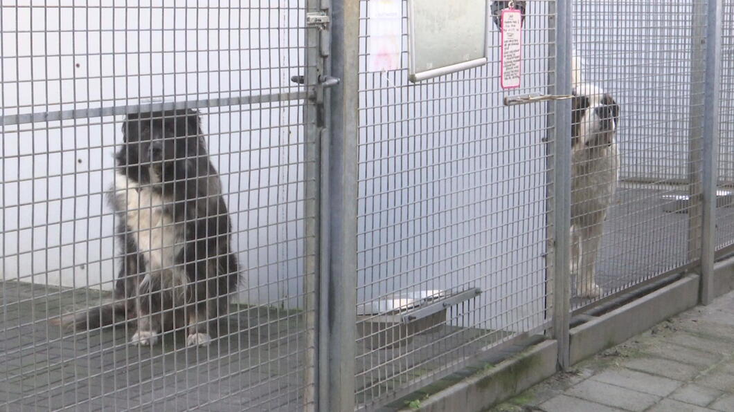 Dierenasielen raden aankoop van dieren als kerstcadeau af - TV Limburg