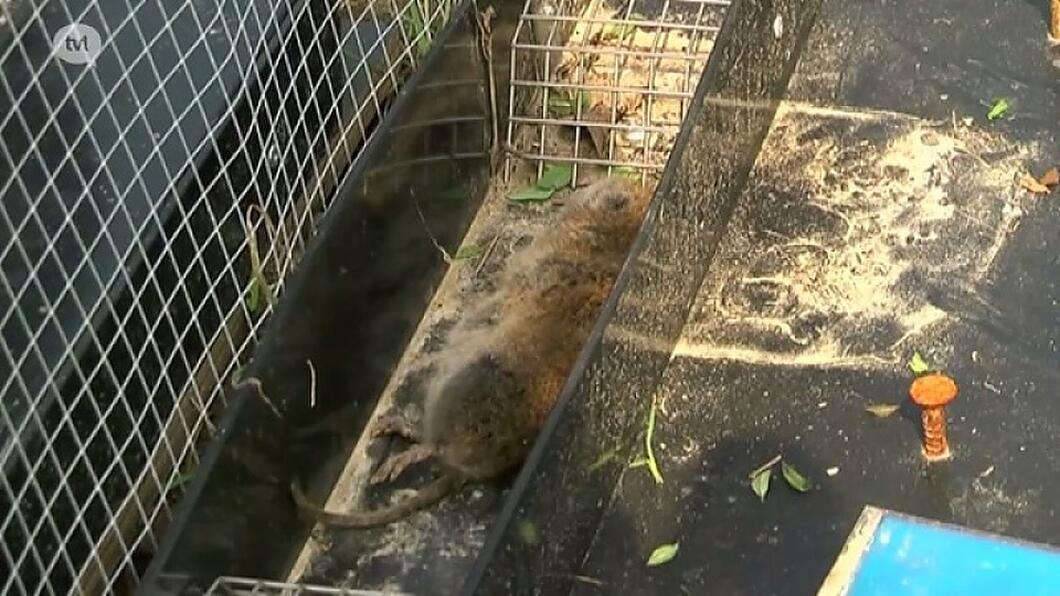 Woelratten tasten Limburgse plantages aan - TV Limburg