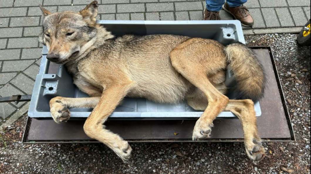 Wolf doodgereden, mogelijk is het August - TV Limburg