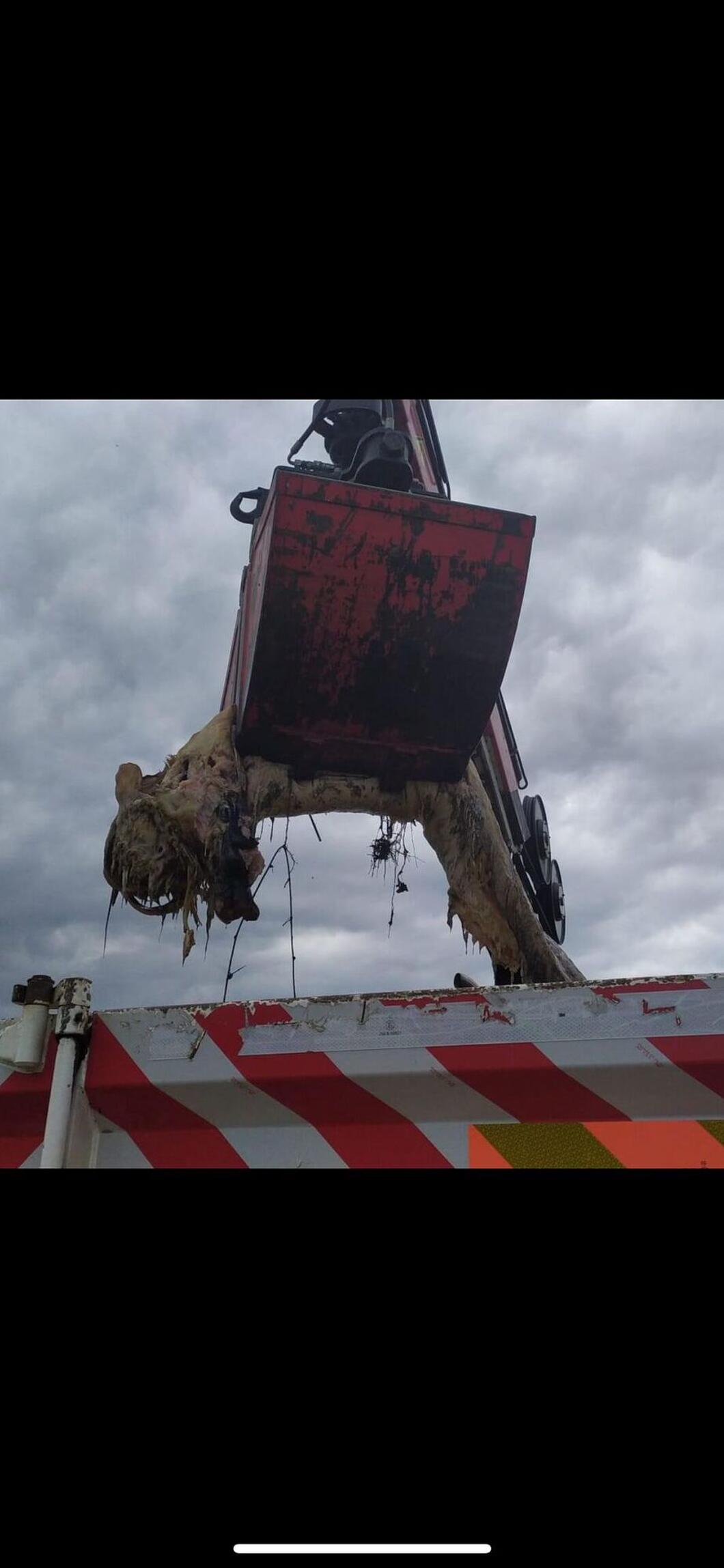 Meerval van 2 meter spoelt aan op de oever van het Schulensmeer - TV ...